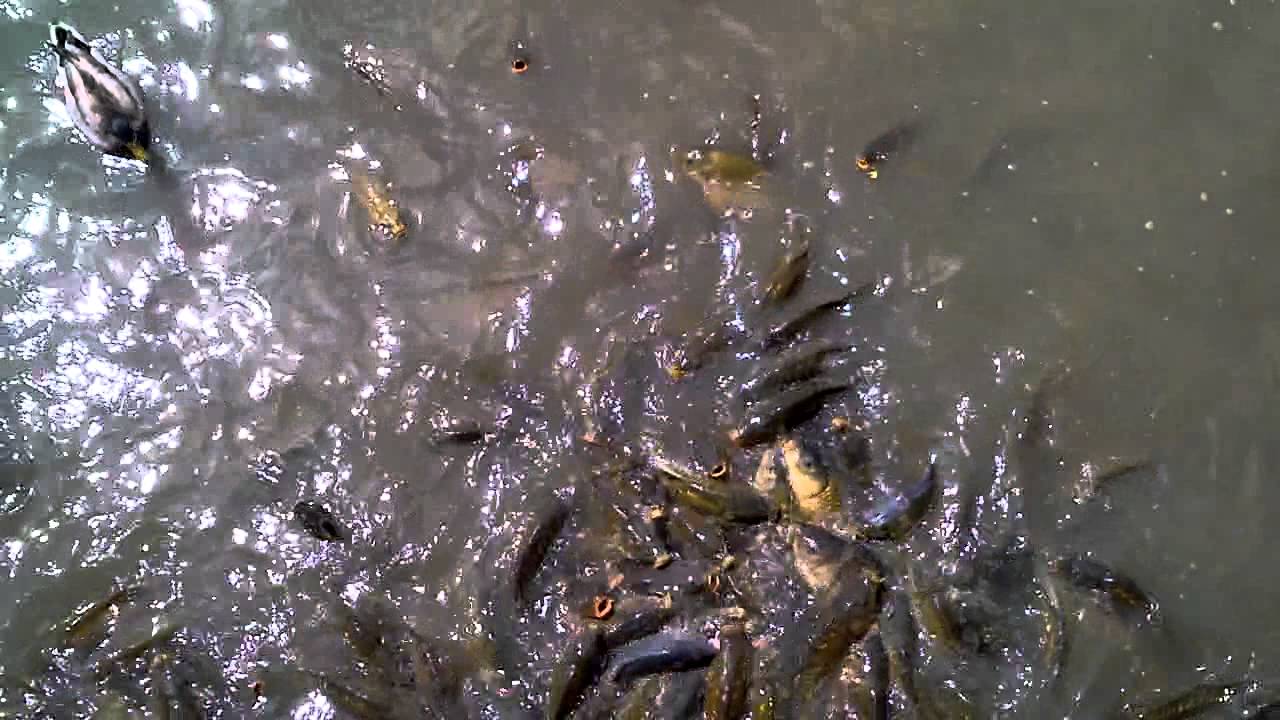 hungry fish - YouTube