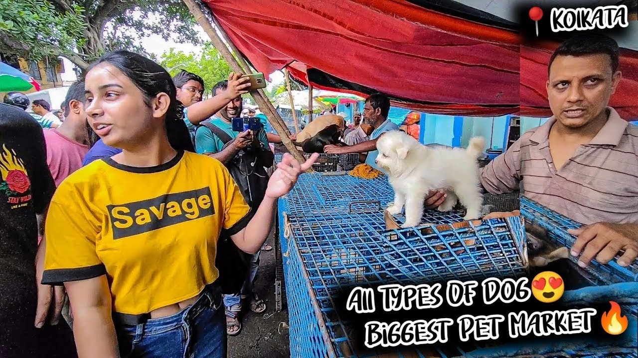 Cheapest Dog Market ! Dog Price List 2024 - YouTube