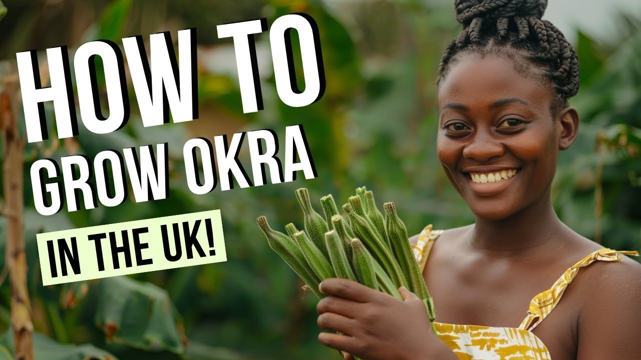 How to Grow Okra in the UK | Growing Your Own Food as a Beginner - YouTube