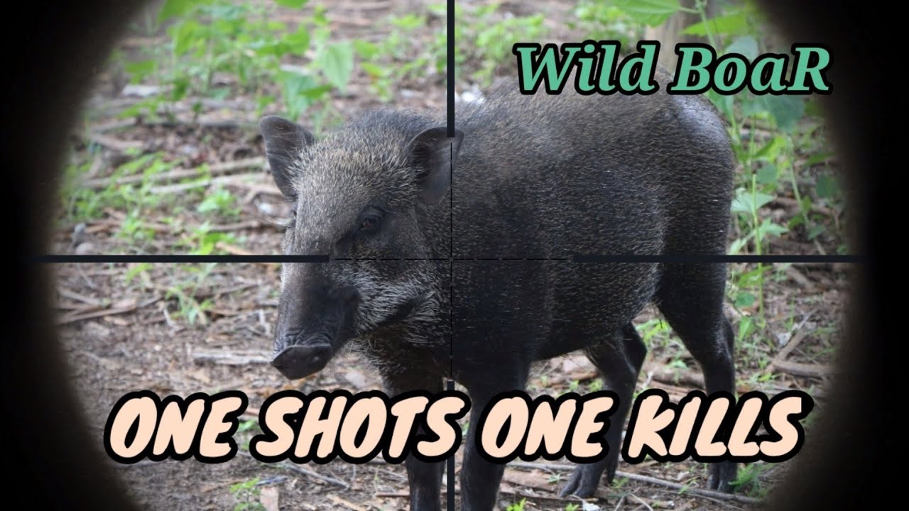 Control Wild Pig Pests That Destroy The Agricultural Environment - YouTube