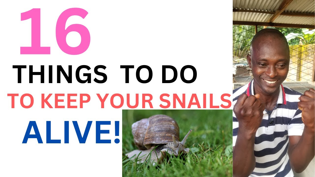 What to do to keep your snails alive! and thriving. - YouTube