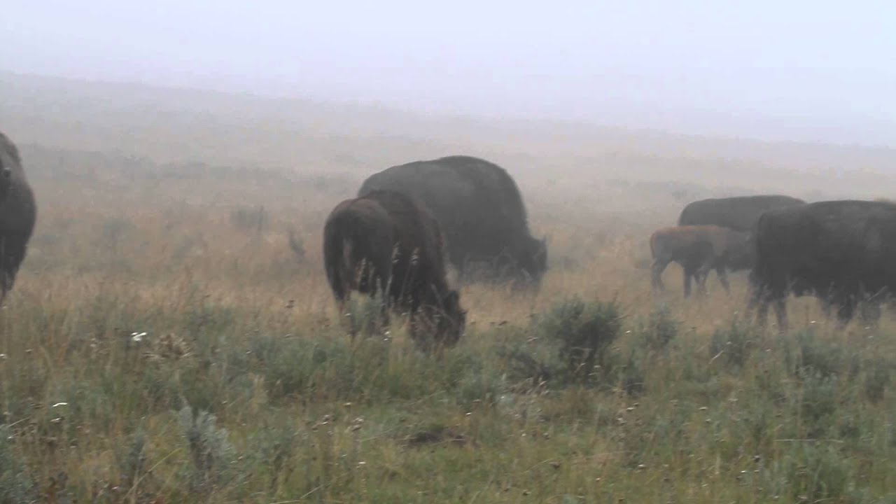 The Bison Mating Season in Yellowstone - YouTube