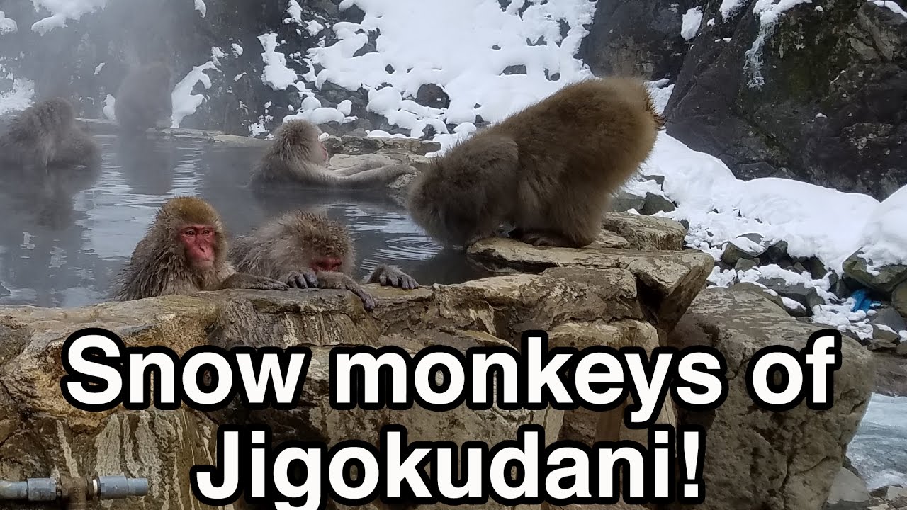 Jigokudani Snow Monkeys tour with HIS Bus - YouTube