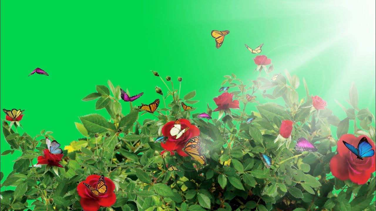 Rose flower with butterfly green screen video effects | Green screen ...