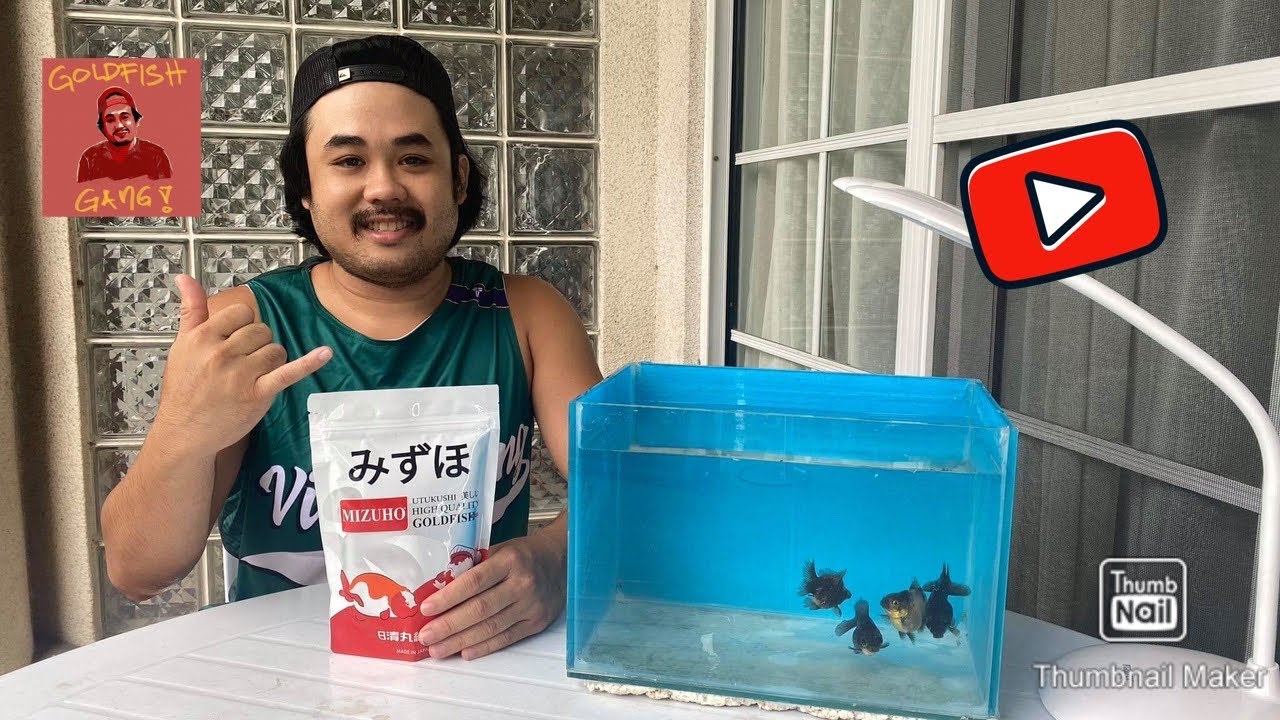 FIRST EVER MIZUHO REVIEW IN THE PH- GOLDFISH GANG GROOMING - YouTube