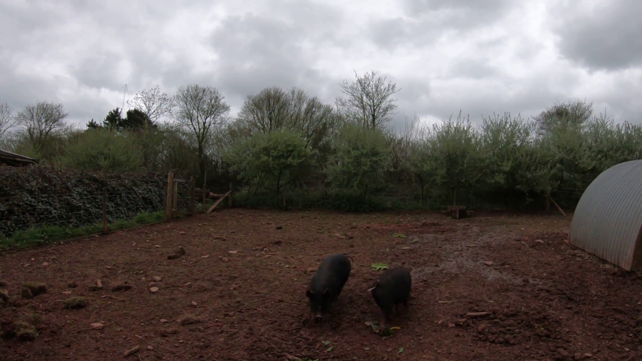 Devon Black pigs - YouTube