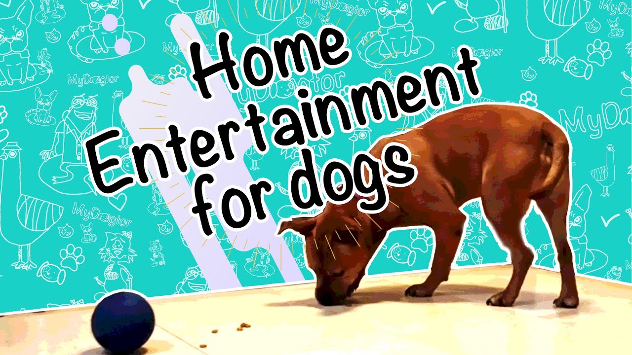 Home Entertainment for dogs - YouTube