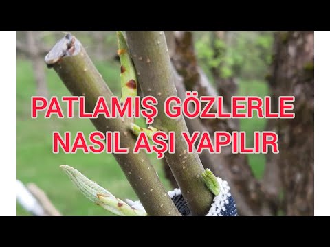 Uyanmış ( patlamış) kalemler ile nasıl aşı yapılır püf noktaları nelerdir