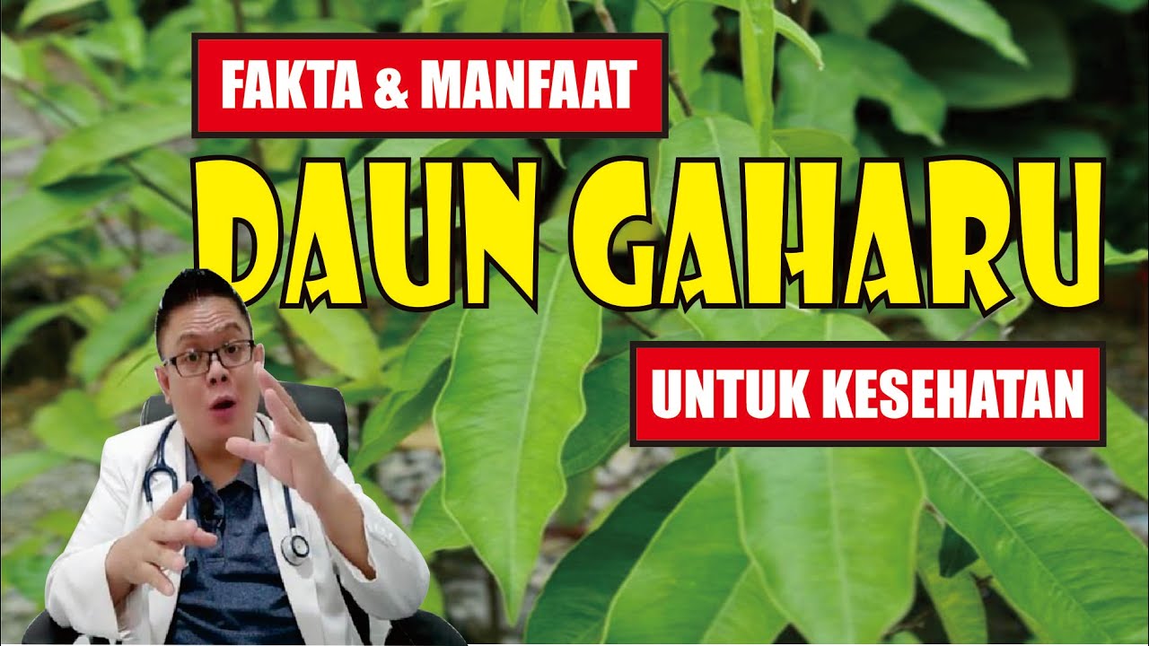 FAKTA DAN MANFAAT DAUN GAHARU UNTUK KESEHATAN ...