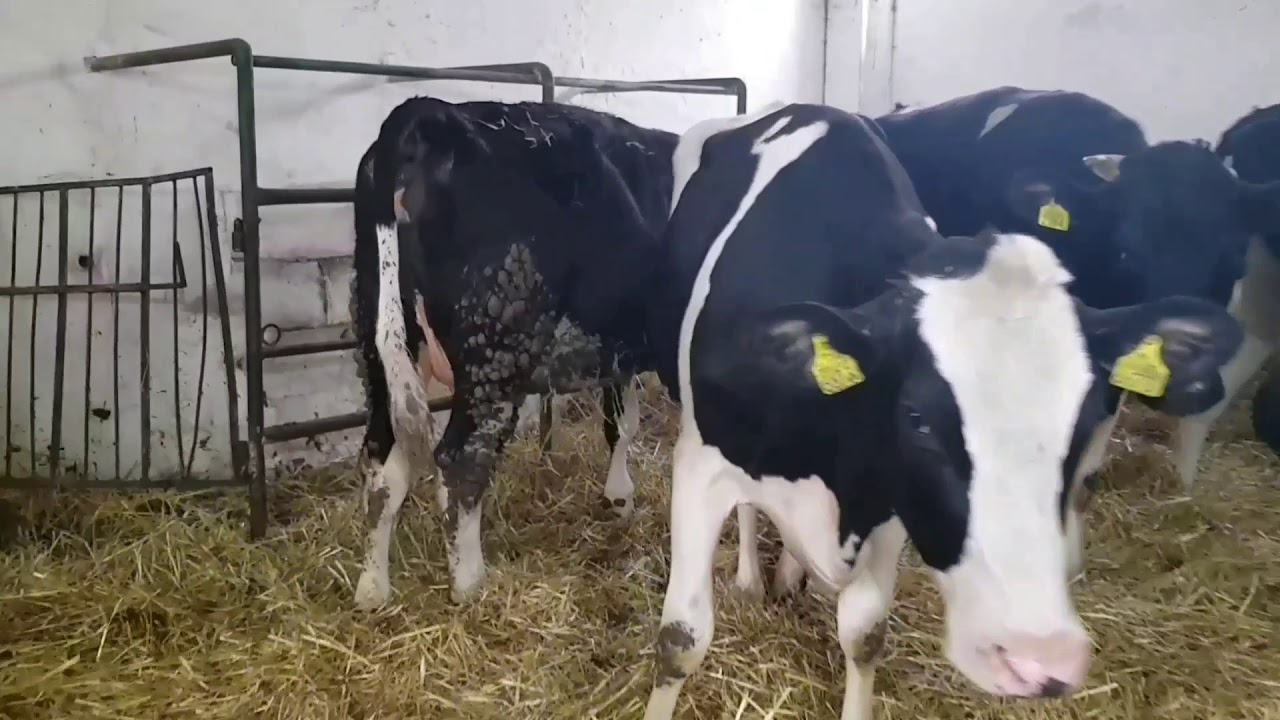 Krowy, pierwiastki i jałowice cena od 4200 rasy, Simental. Brown Swiss ...