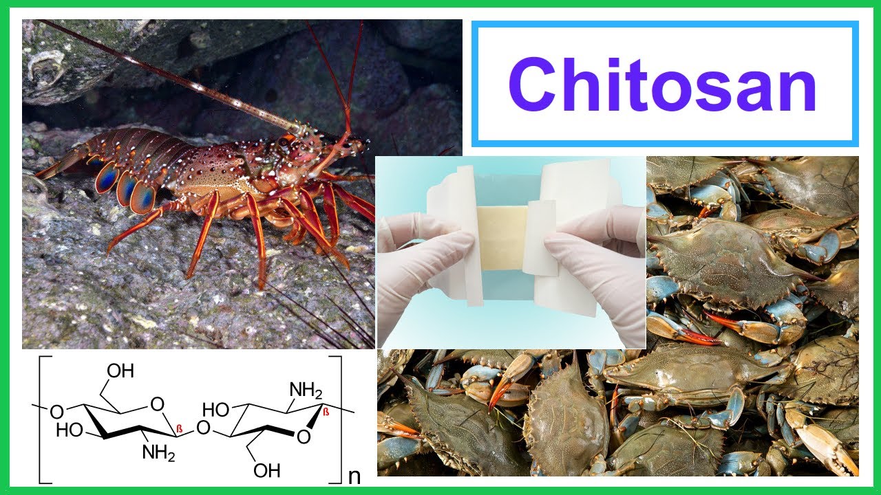 chitosan - YouTube