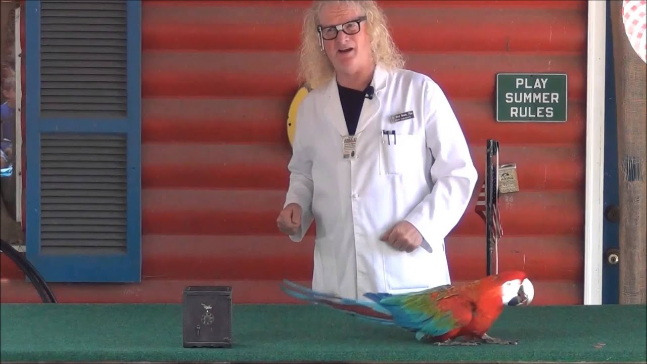 Parrot Promo - YouTube