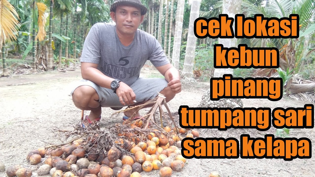 Kebun pinang II Cek lokasi kebun pinang tumpang sari sama kelapa. - YouTube