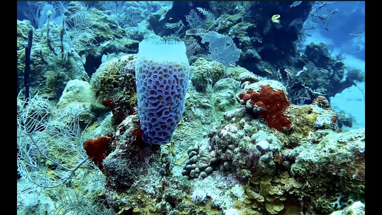 ST. CROIX 🌟 BEST OF (THE WALL)🌟 USVI COLORS 🌟2024 SCUBA - YouTube