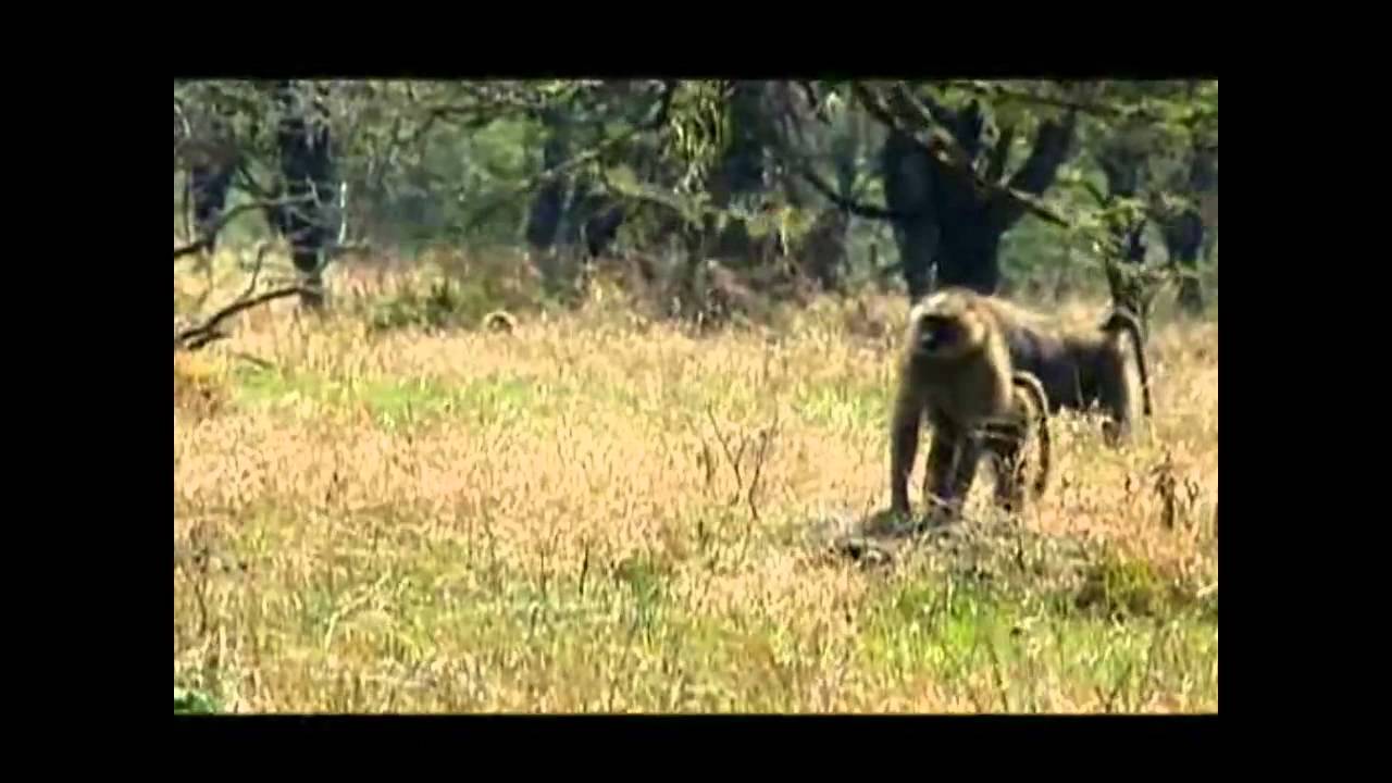 Clever Monkeys ~ Predatory Monkeys (Nature, PBS) - YouTube