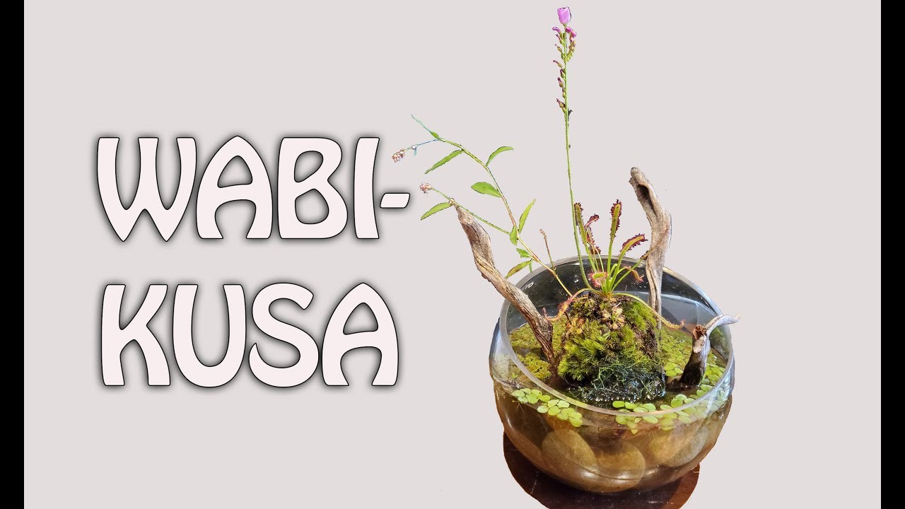 Carnivorous "Wabi-kusa"- start to finish - YouTube