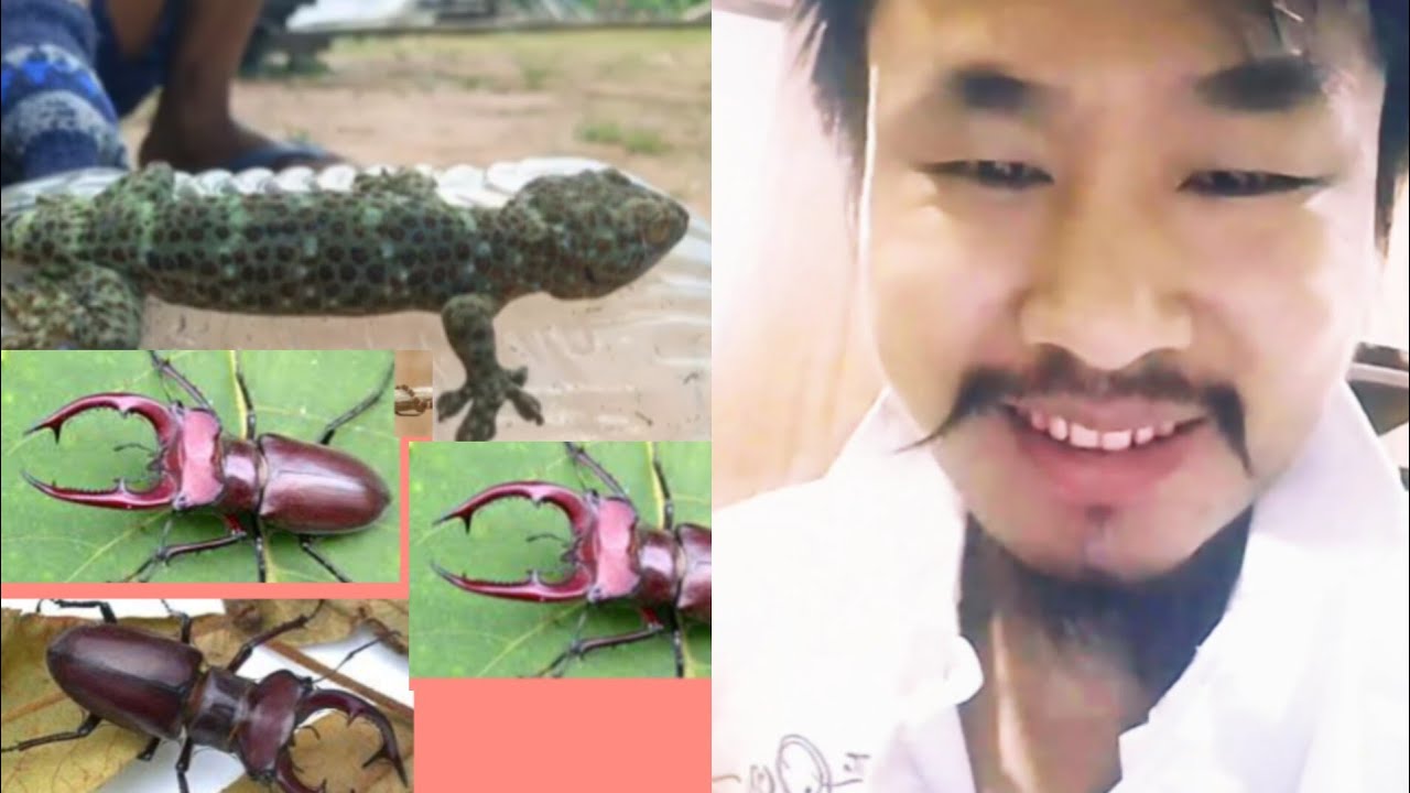 viral video insect 💵 this message for my Nagaland people 75 lakh - YouTube