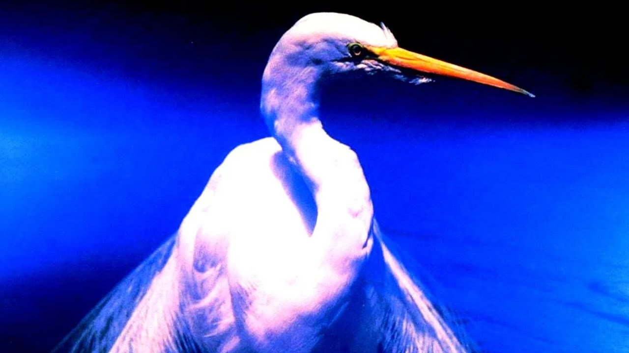 The Seagull Song looped Midlife (Vague) Mix | Faith No More fan edit ...