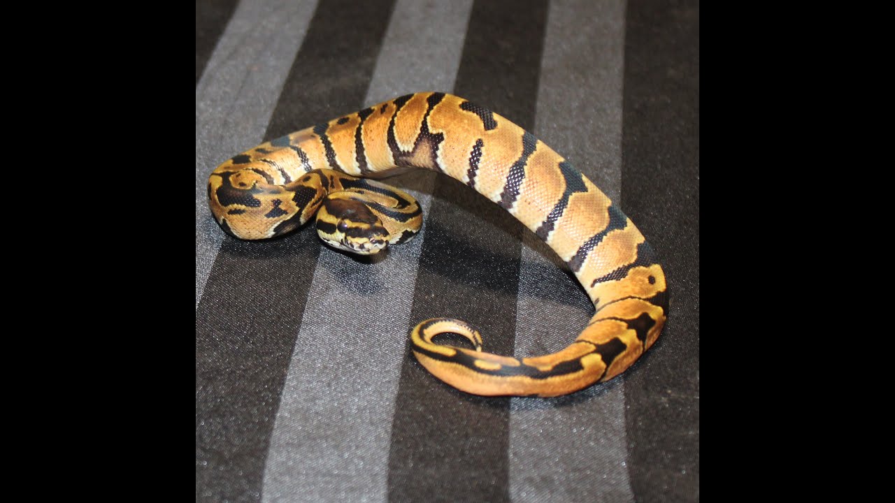 The Most Adorable Baby Ball Python Clutch of 2023 Unveiled #ballpython #snake #smallbusiness # ...