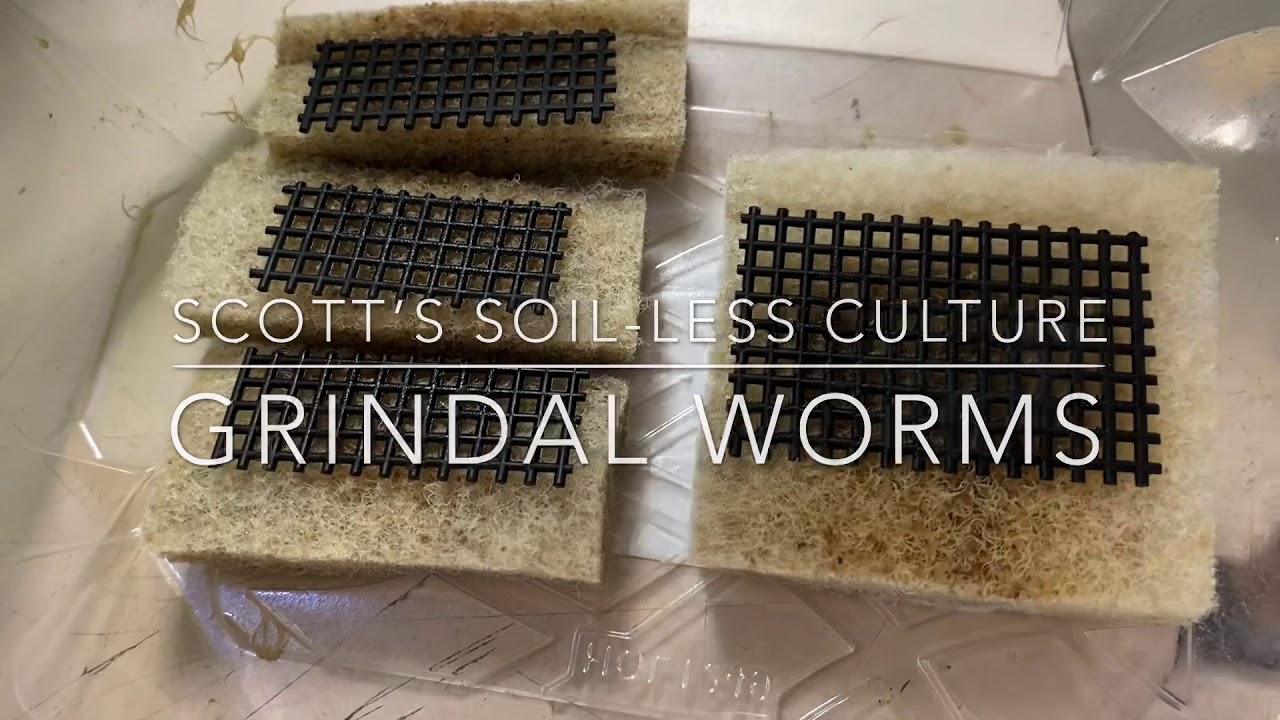 Scott’s Best Soil-Less Grindal Worm Culture - YouTube