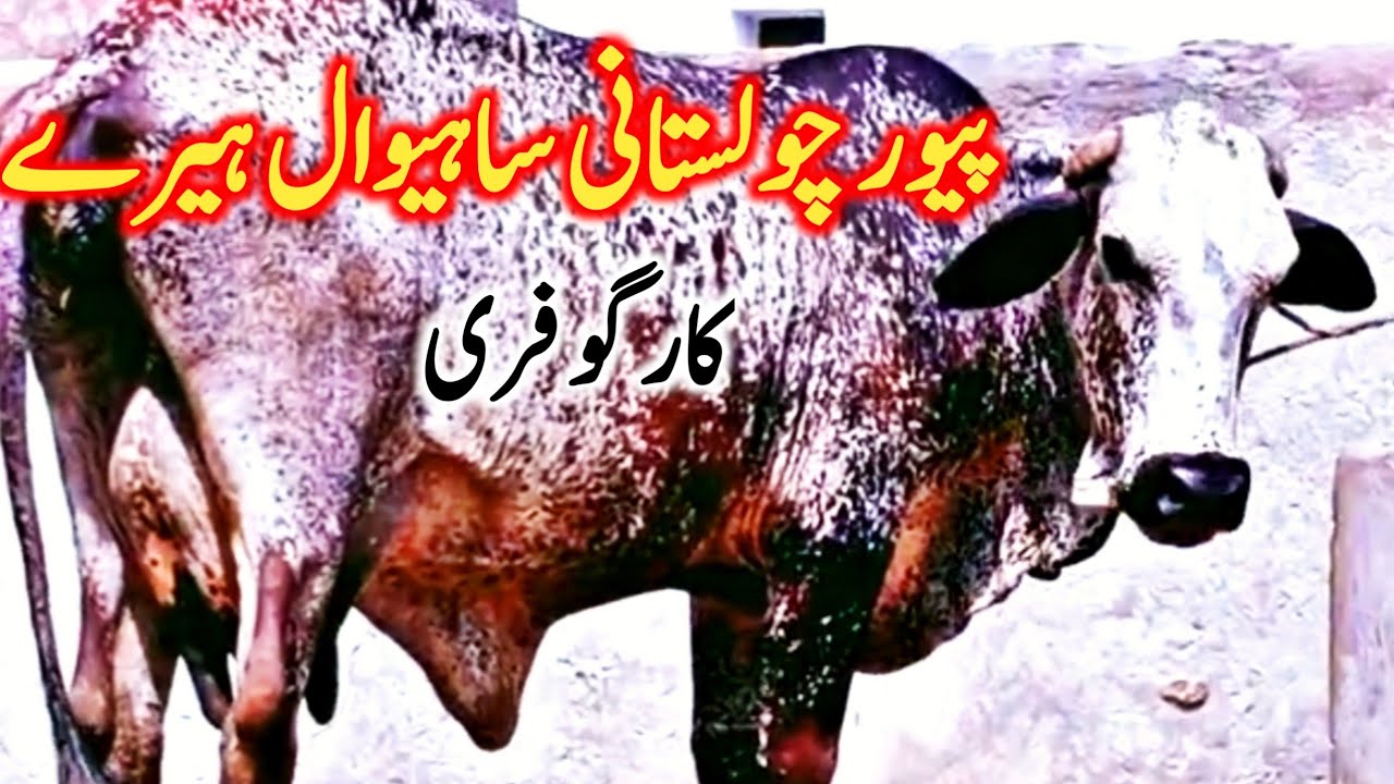 Cholistani Sahiwal Pure And Cross Breed Dairy Cattle From Cholistan ...