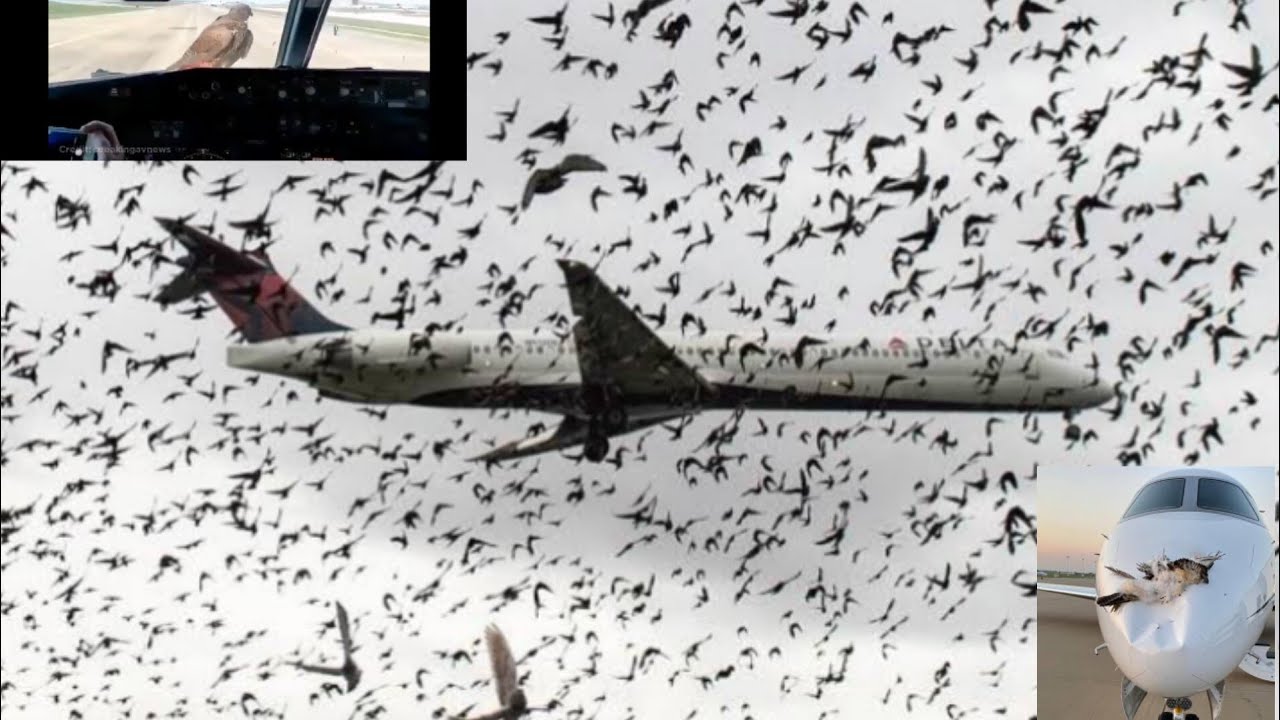 TOP 10 Birds Animals VS Airplane | Horrible Birds Vs Planes | Top 10 ...