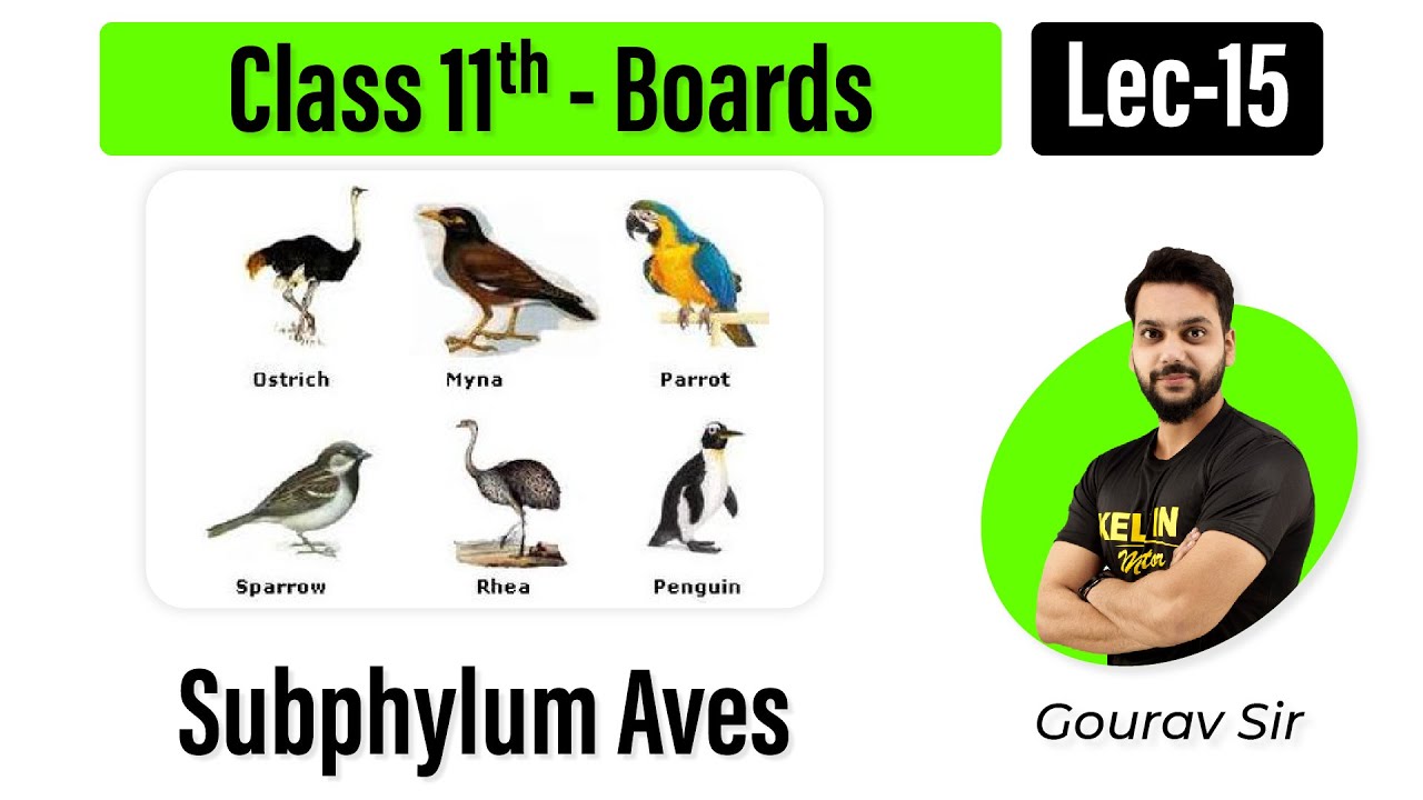 Animal Kingdom class 11 L-15 | Sub Phylum Aves | characteristics ...