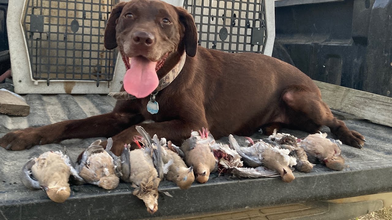 SMOKING THE DOVES - September Dove Hunting (with Mojo) - YouTube