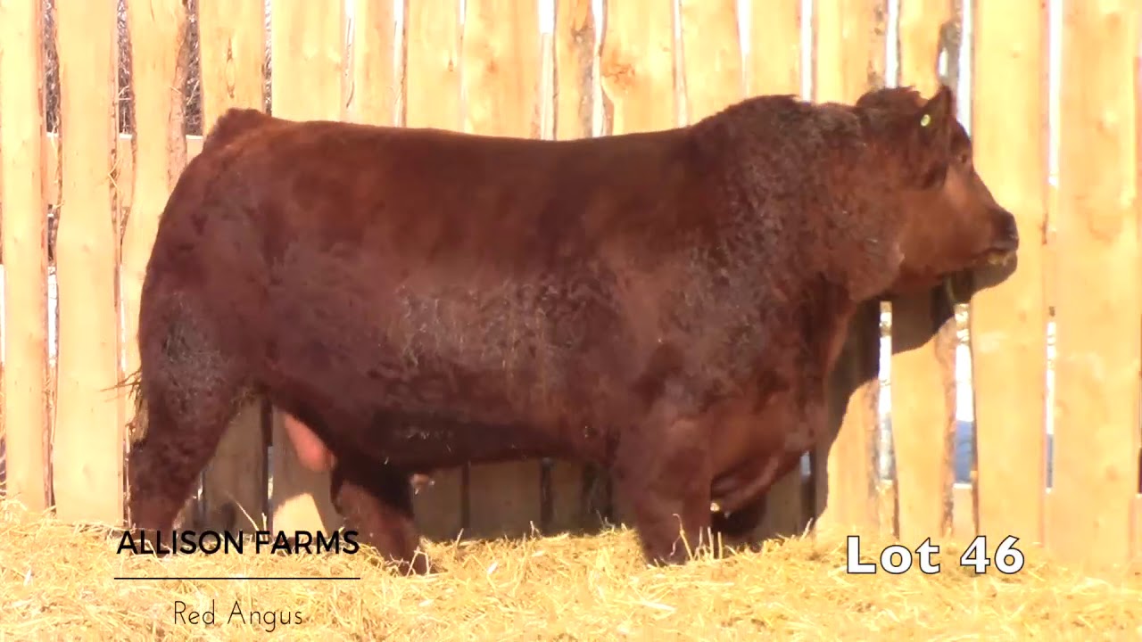 Lot 46 Allison Farms 2019 - YouTube