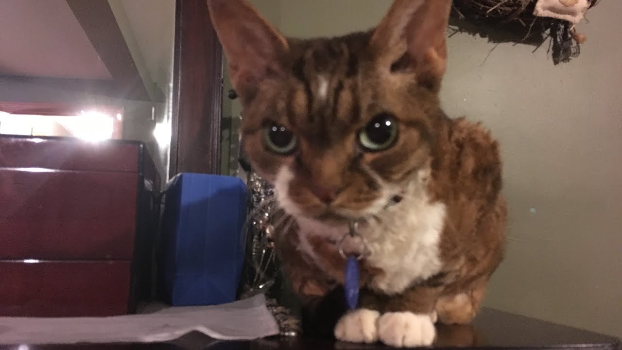 Devon Rex (One Strange Cat) - YouTube
