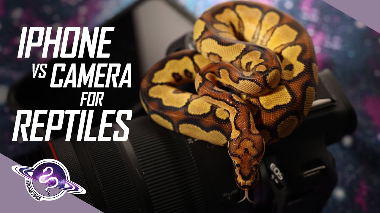 iPhone vs Camera for Reptiles | #ballpython #snake #reptiles - YouTube