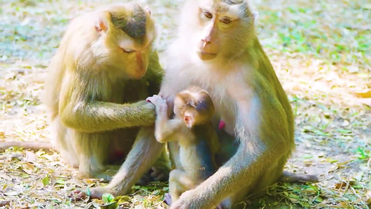 Appreciate...Monkey Libby Not Give Up And Still Hold Her Baby Lily Escape From Hard Lesson In ...