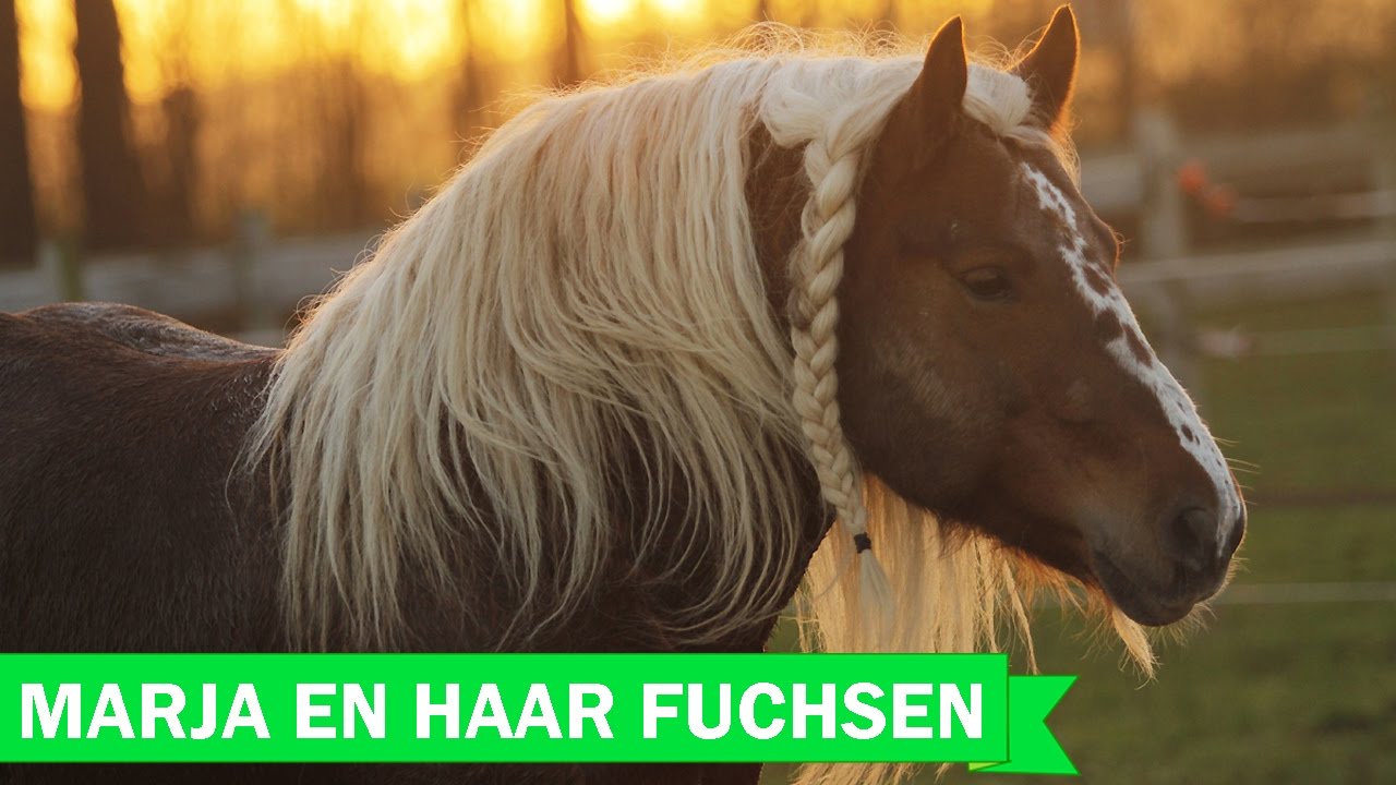 Marja de Bruijn; Schwarzwalder Fuchs horses! - YouTube