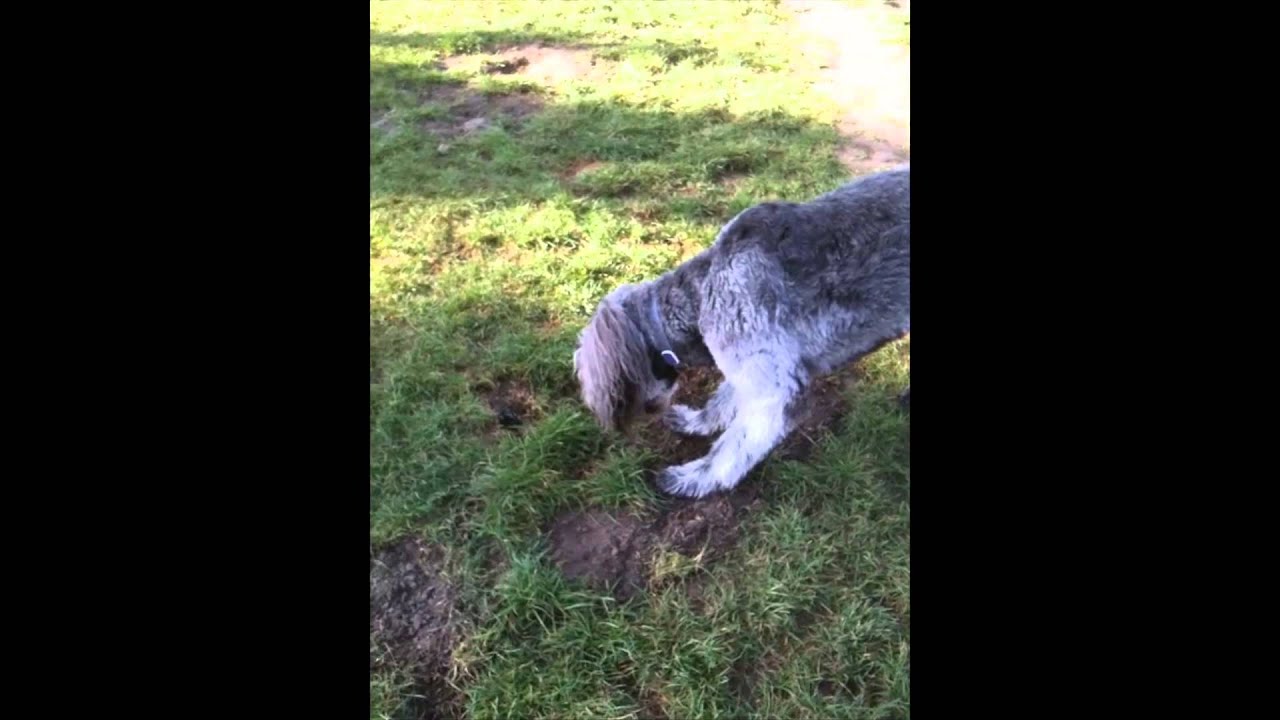 Dog vs.Groundhog funny - YouTube