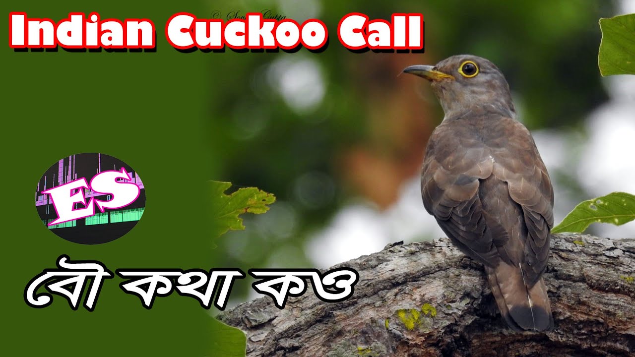 Indian Cuckoo Call I বৌ কথা কও I Effective Sounds - YouTube