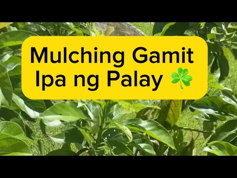 Avocado Mulching Using Ipa ng Palay #avocado #mulching #organic # ...