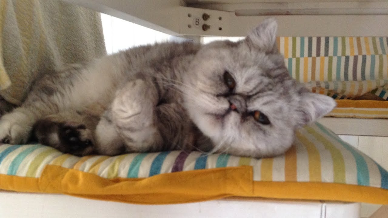 MASCOTA CON TOS O ASMA CUIDADOS, CAT WITH ASTHMA, TAKE CARE - YouTube