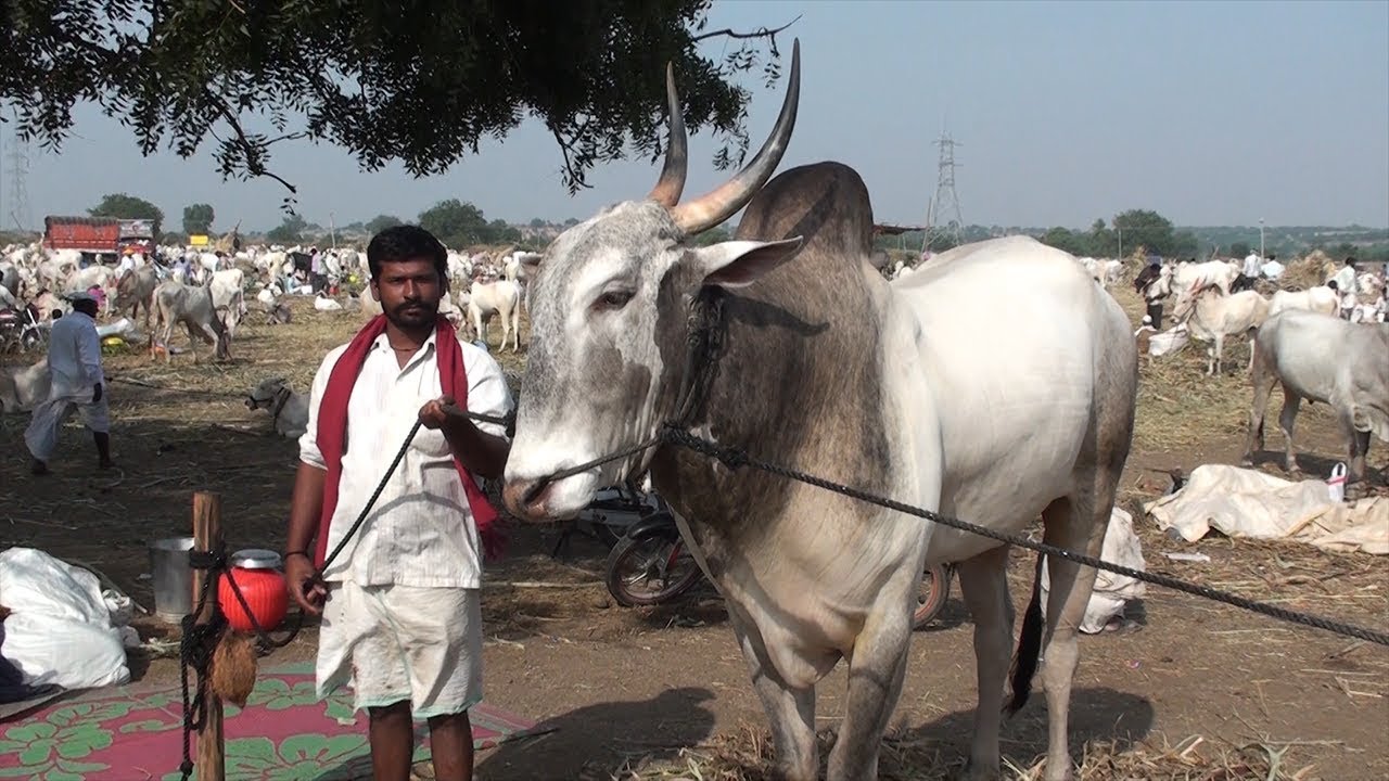 Seed Bulls of Khillari breed - YouTube