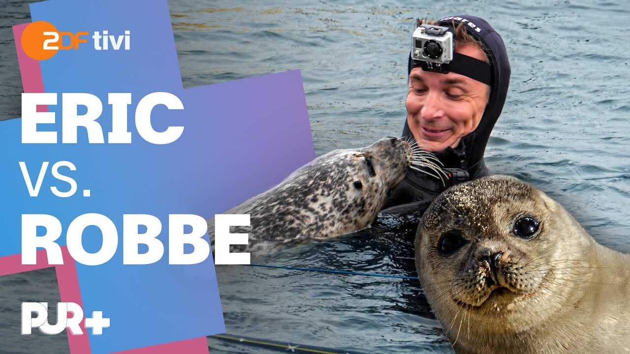 Was Robben draufhaben – so erforscht man die Skills der Raubtiere ...