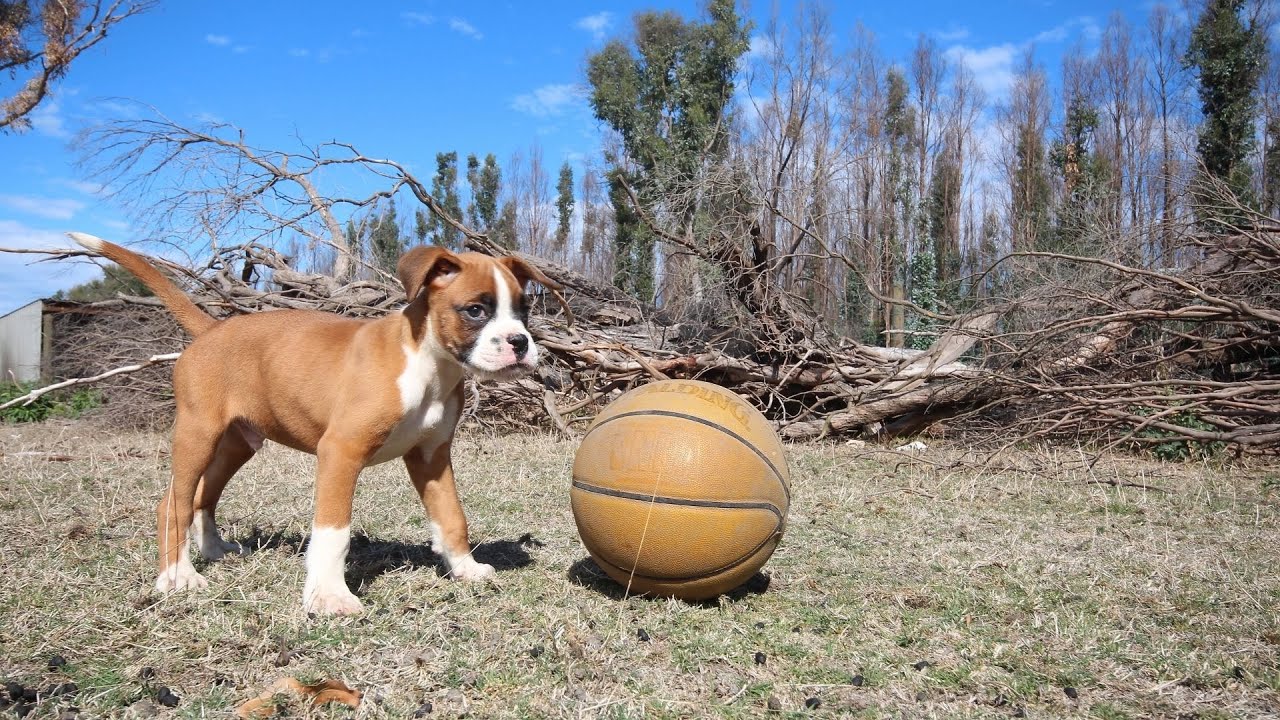 Training a Boxer dog Tips and tricks - YouTube