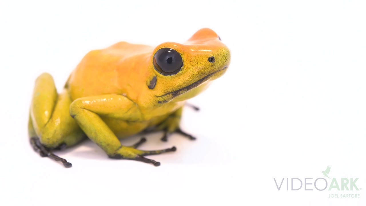 An endangered black-legged poison dart frog (Phyllobates bicolor ‘Green ...