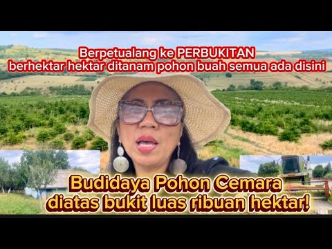 KEINDAHAN ALAM DIATAS BUKIT DARI ATAS! BERBAGAI JENIS BUAH LUAS HEKTARAN ADA DISINI TANPA PENJAGA🇷🇴