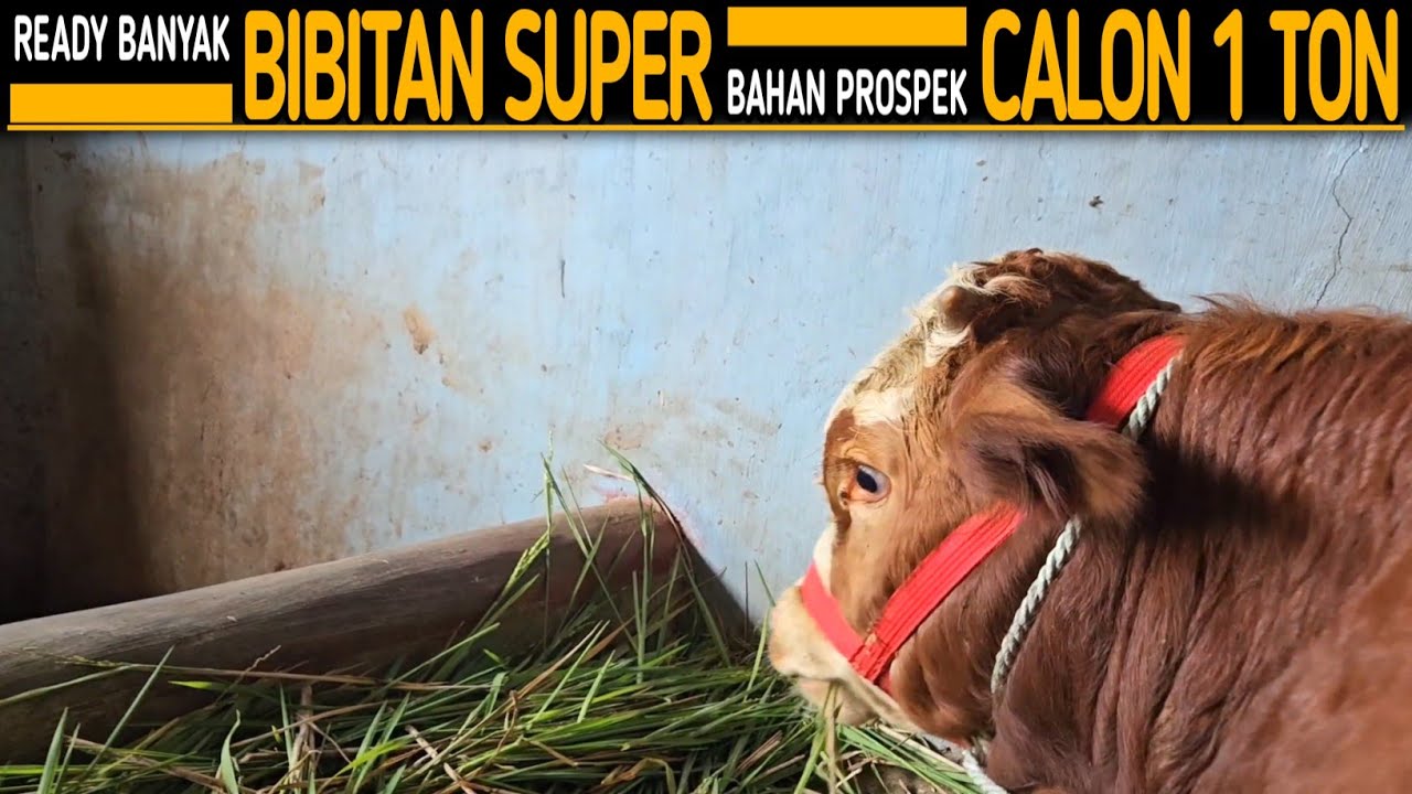 Ready Bibitan Super Bahan Prospek 1 Ton Up !! - YouTube