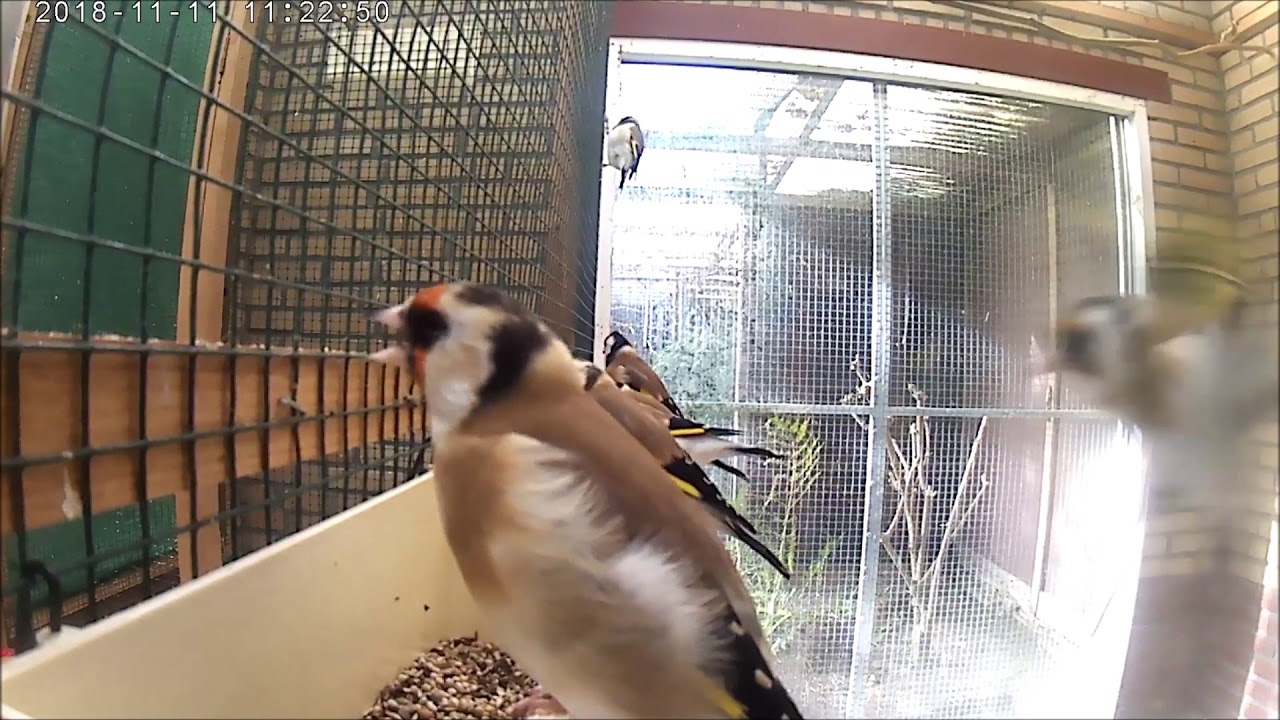 distelvinken 2018 11 11 - YouTube