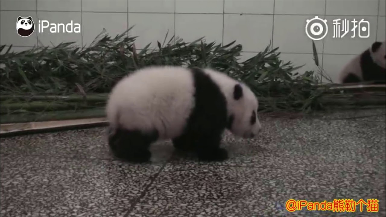 Have You Ever Heard Baby Panda Burping? That Is So Cute! - YouTube