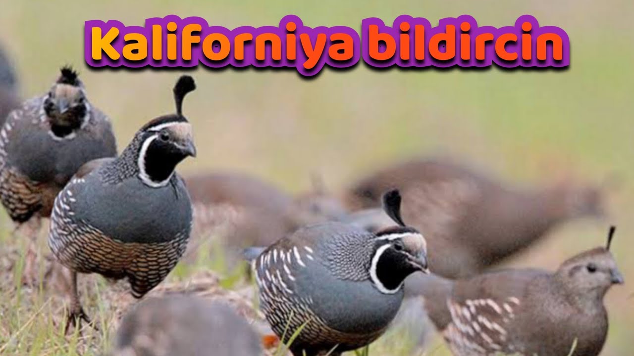 #kaliforniya #bildircin Kaliforniya bildircin beslemek - YouTube