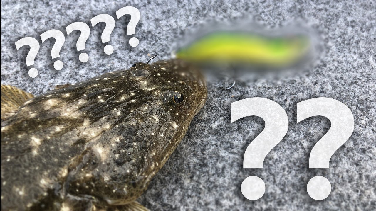 Every FLATHEAD Fisherman needs this LURE (Flathead Fishing Australia ...