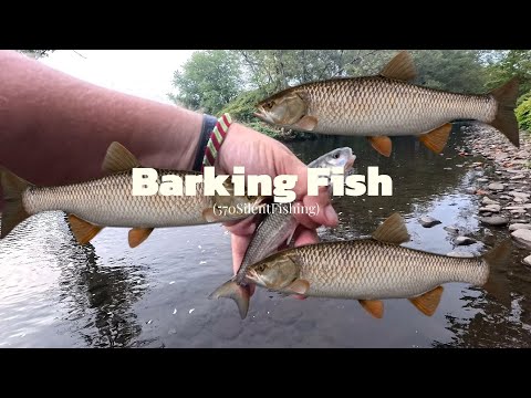 Barking Fish at the dog park - YouTube