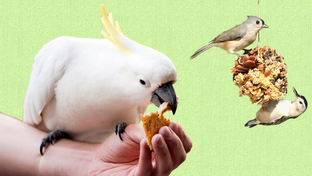 The Silent Killer: Improper Feeding of our Pet Birds - YouTube