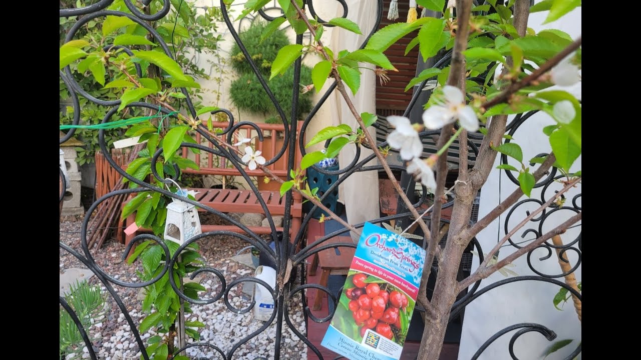 My 1yr old Cherries (Minnie Royal, Royal Lee and Royal Crimson) are ...